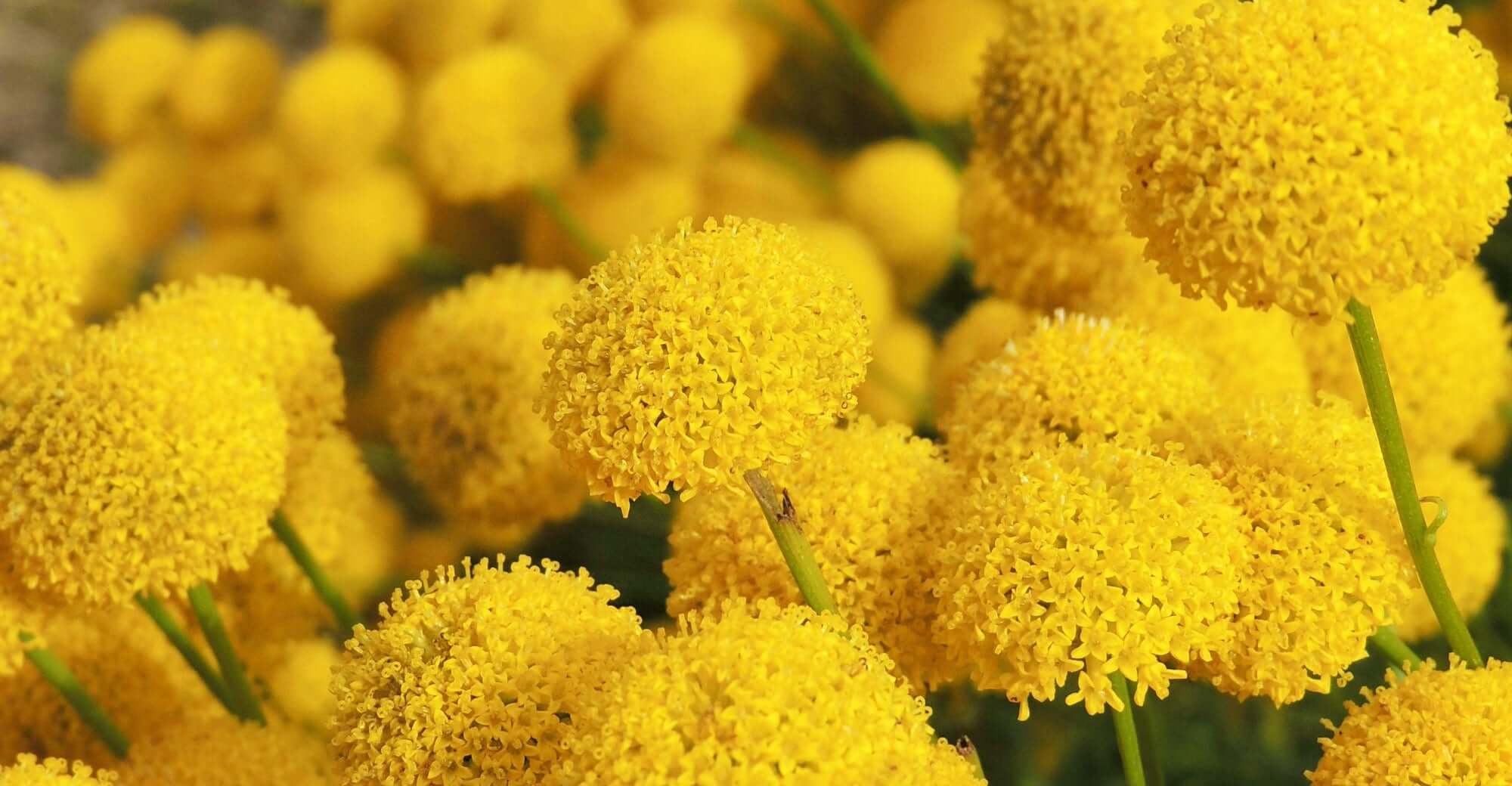 The Charm of Craspedia: Ultimate Guide to Billy Buttons – LÖV Flowers