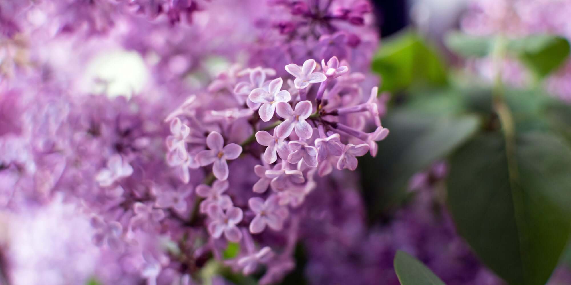 The Beauty and Fragrance of Lilac Flowers – LÖV Flowers