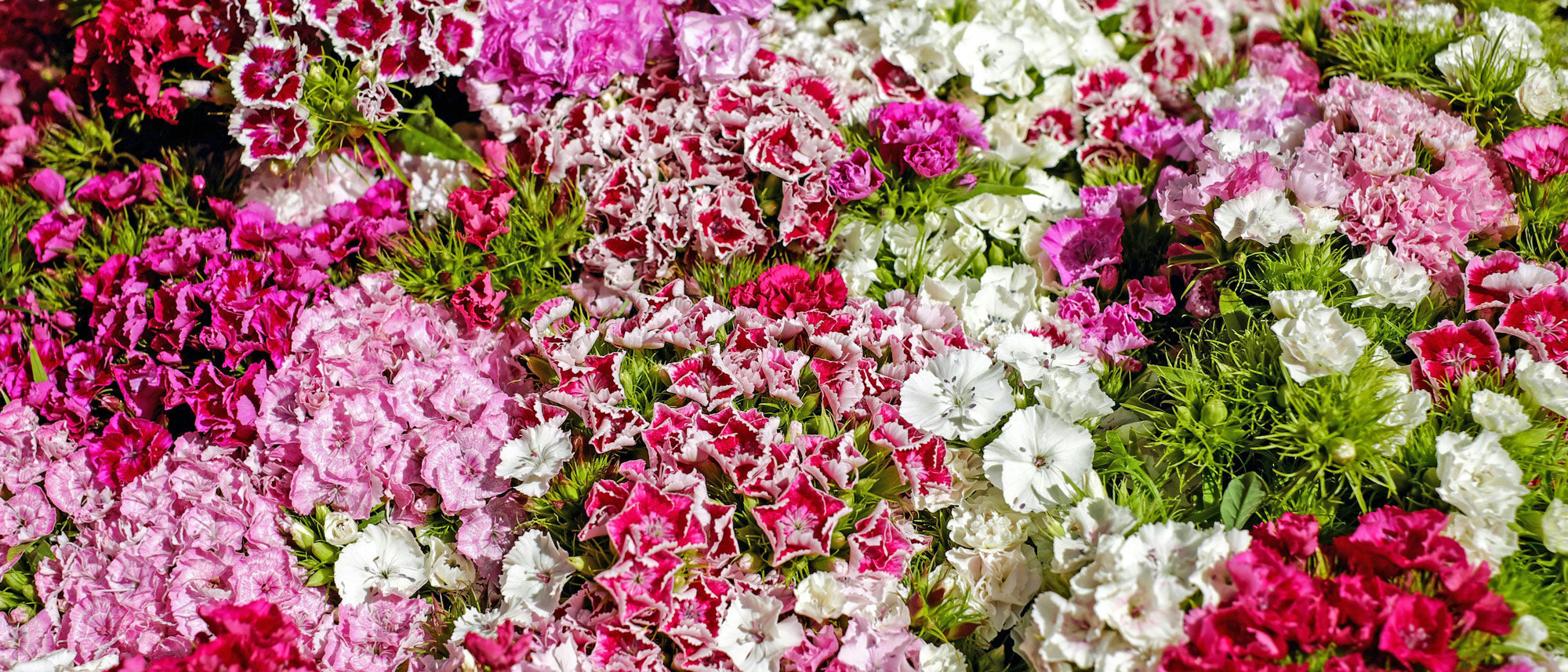 Why Carnations Are Perfect for Postal Delivery – LÖV Flowers