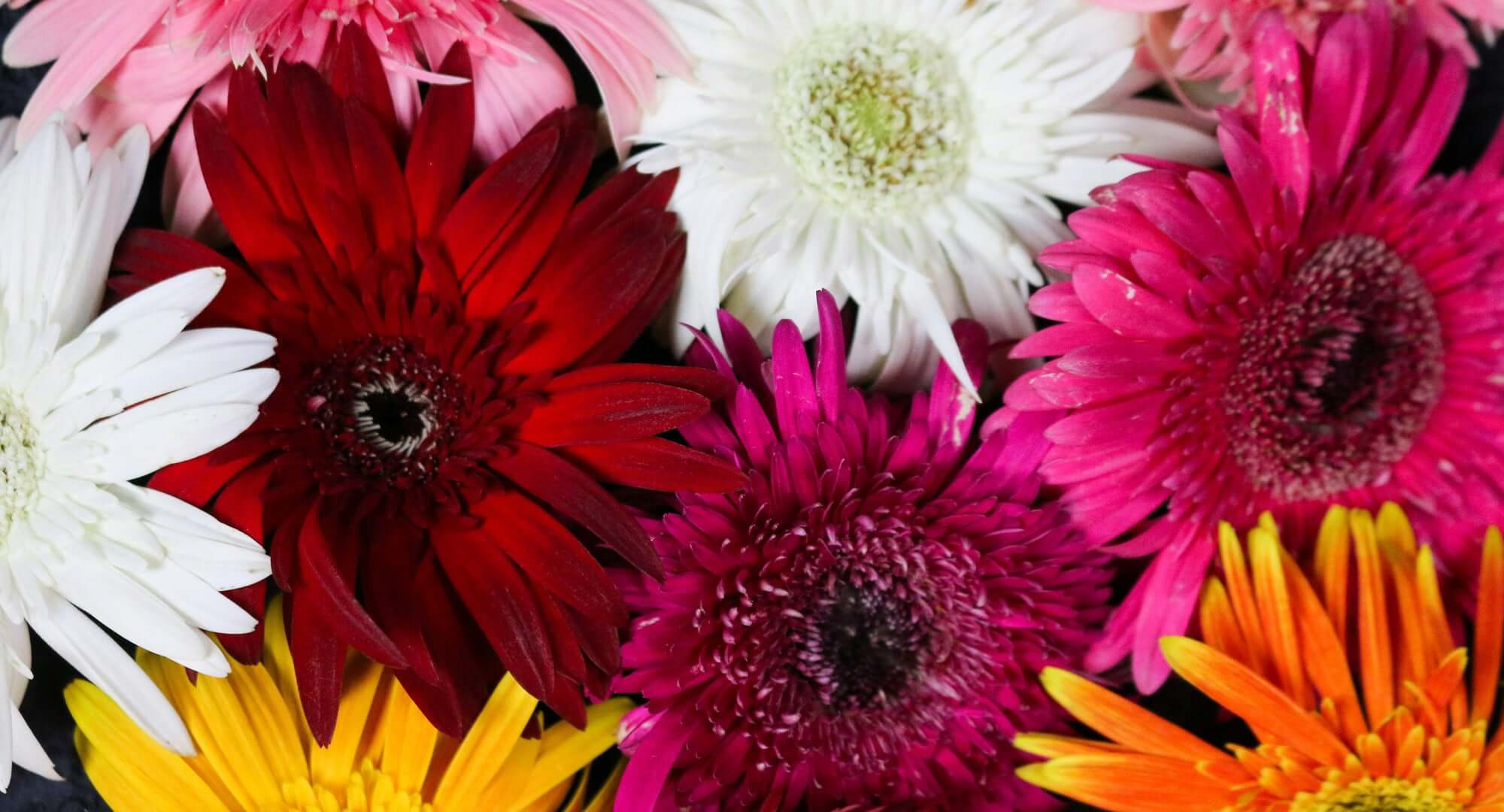 All About Gerberas: Vibrant Blooms That Brightens Your Space – LÖV Flowers
