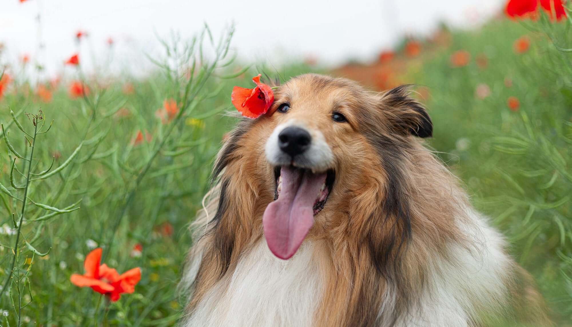 17 Flowers That Symbolise Loyalty | LOV Flowers – LÖV Flowers