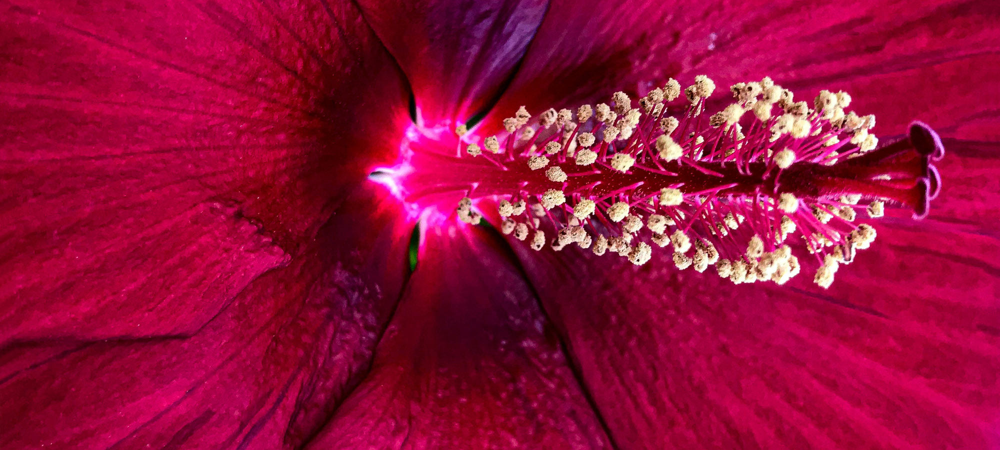 Discovering the Beauty of Hawaiian Flowers – LÖV Flowers