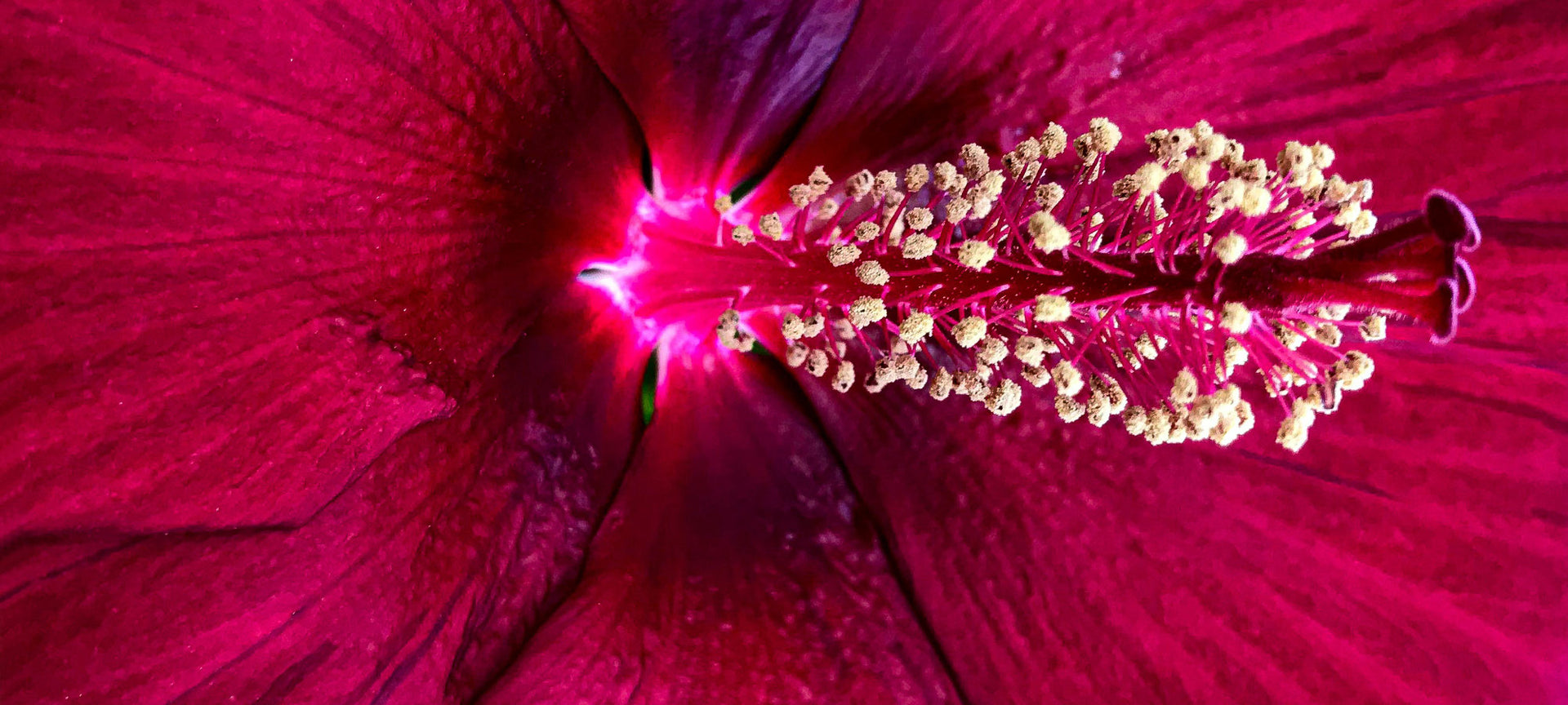 Discovering the Beauty of Hawaiian Flowers – LÖV Flowers