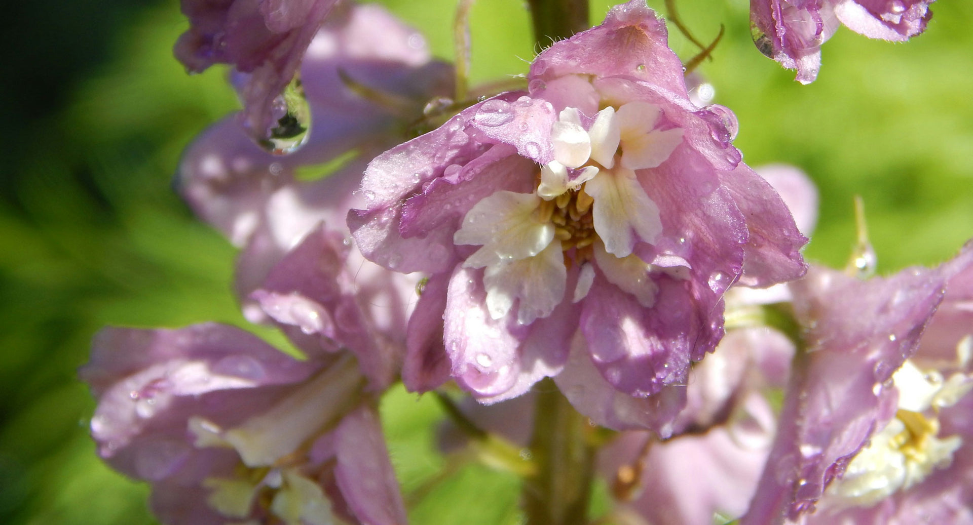 Discovering the Charm of Larkspur Flowers – LÖV Flowers