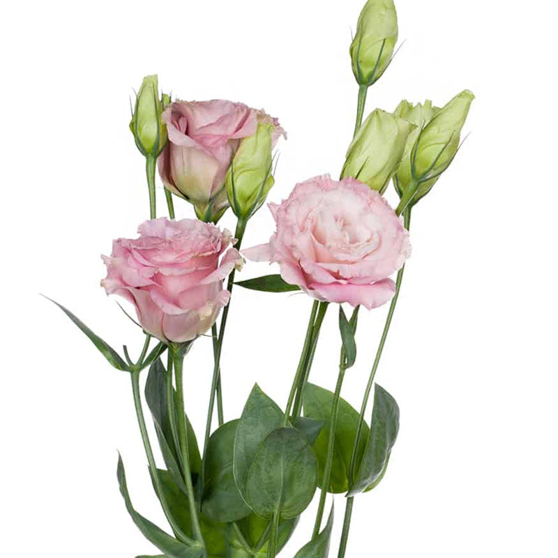 Symbolism & Fun Facts about Lisianthus Flowers – LÖV Flowers