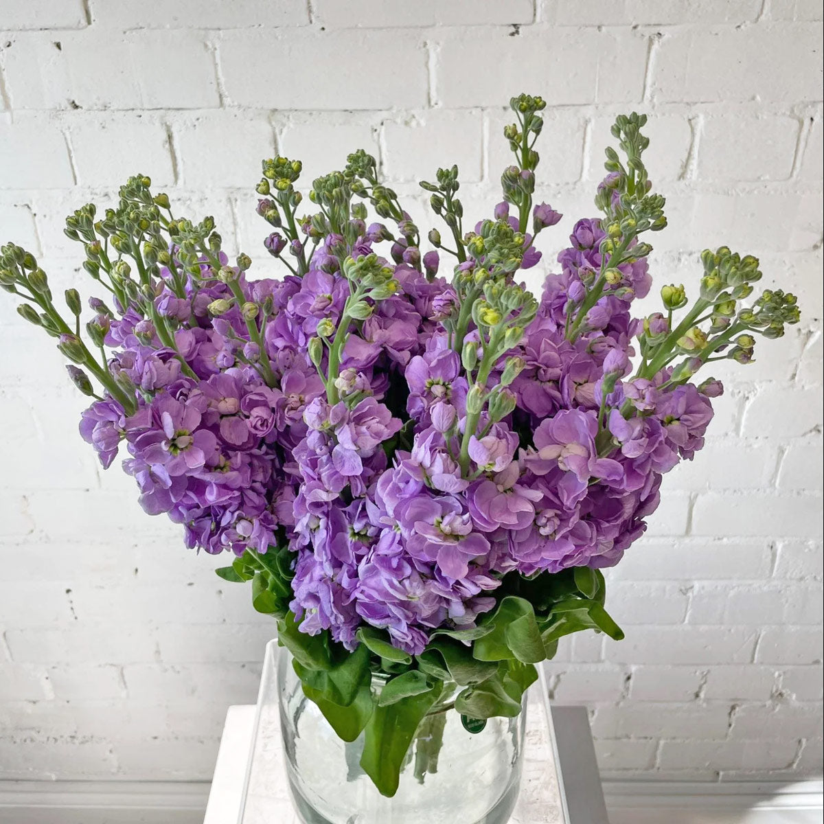 Lavender Purple Stock | British Scented Matthiola Flowers – LÖV Flowers