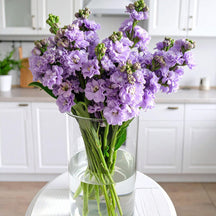 Lavender Stocks | Scented Flowers Delivery – LÖV Flowers