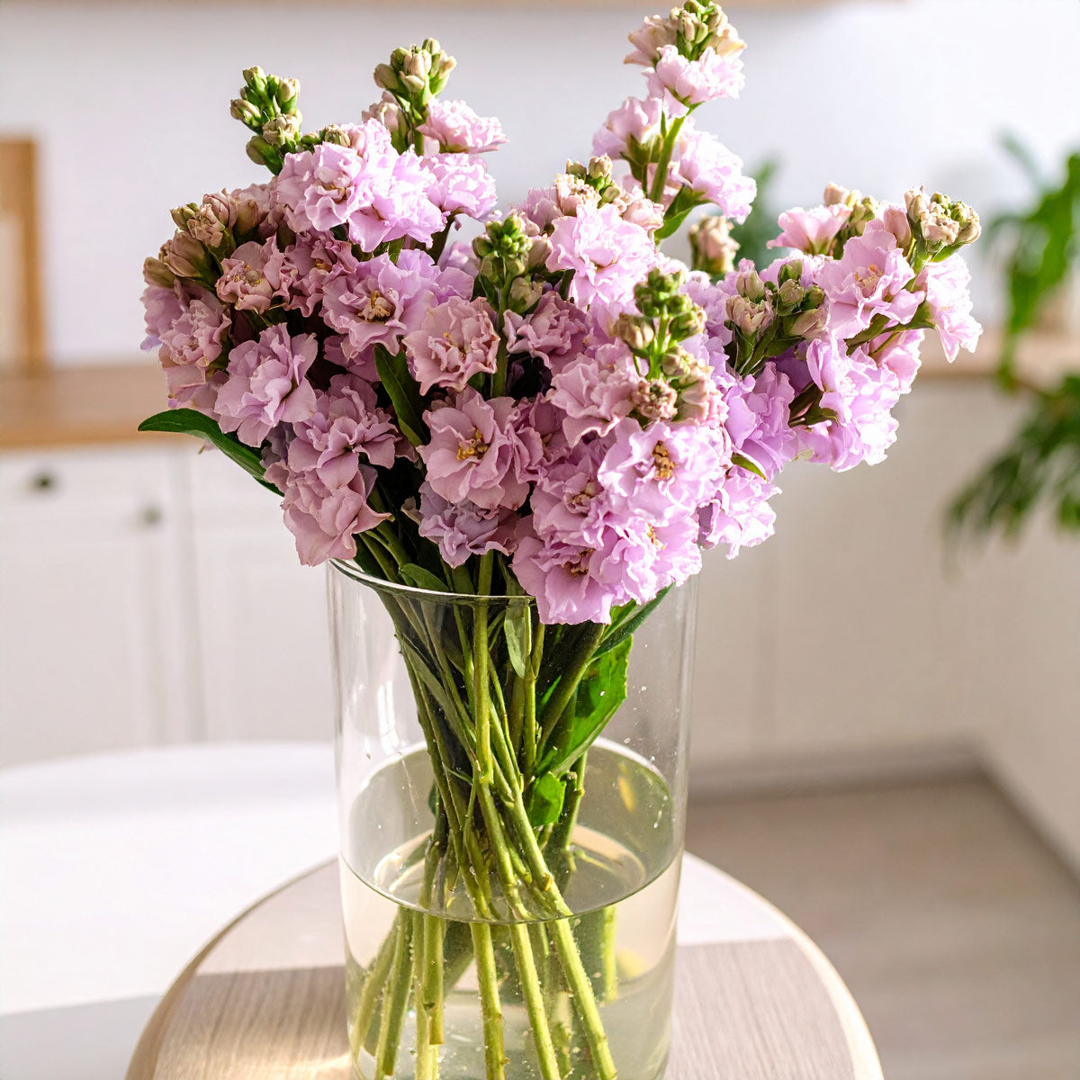Light Pink Stocks Bouquet | British Scented Stocks – LÖV Flowers