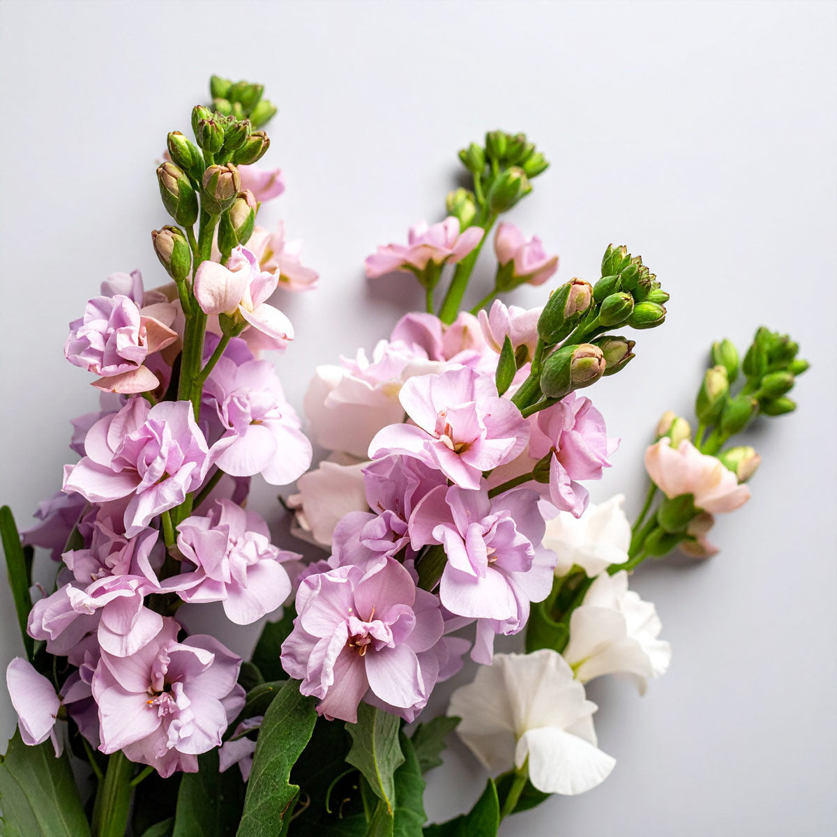 Light Pink Stocks Bouquet | British Scented Stocks – LÖV Flowers