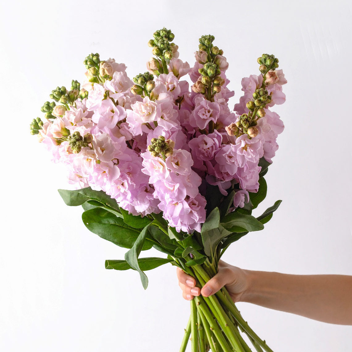 Light Pink Stocks Bouquet | British Scented Stocks – LÖV Flowers