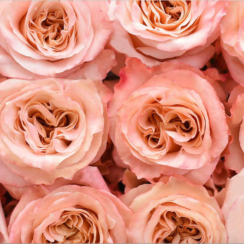 Peach Roses | Flower Delivery – LÖV Flowers