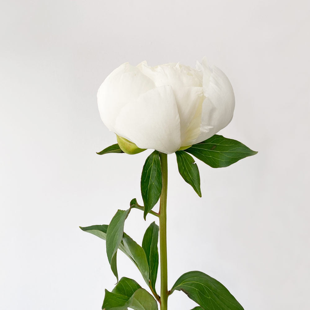 White Peony Stem