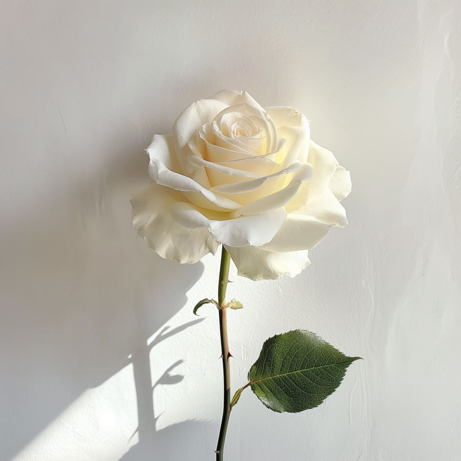 White Roses Delivery | Free Next Day Delivery – LÖV Flowers