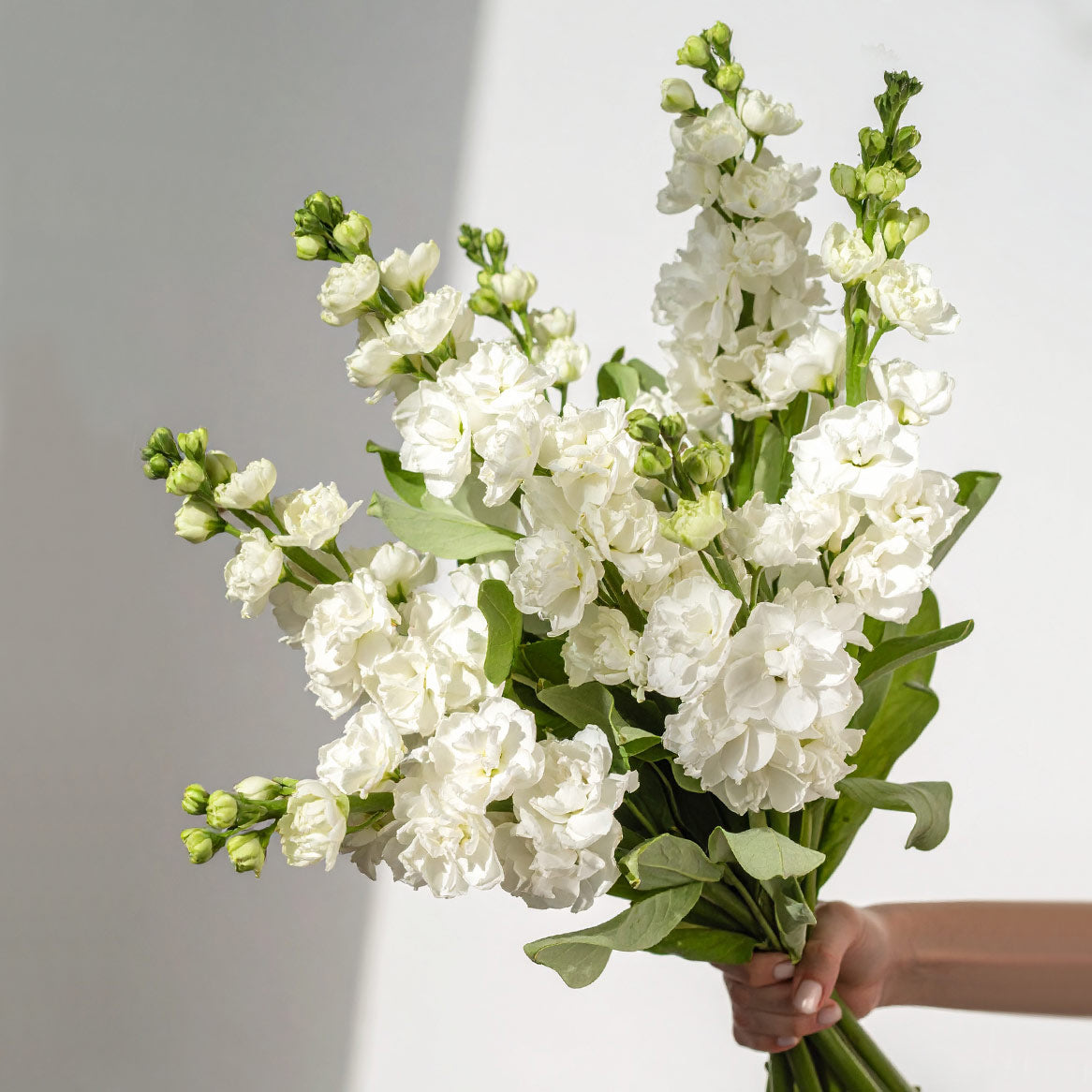 Cream White Stock Flowers | British-Grown Ivory Blooms – LÖV Flowers