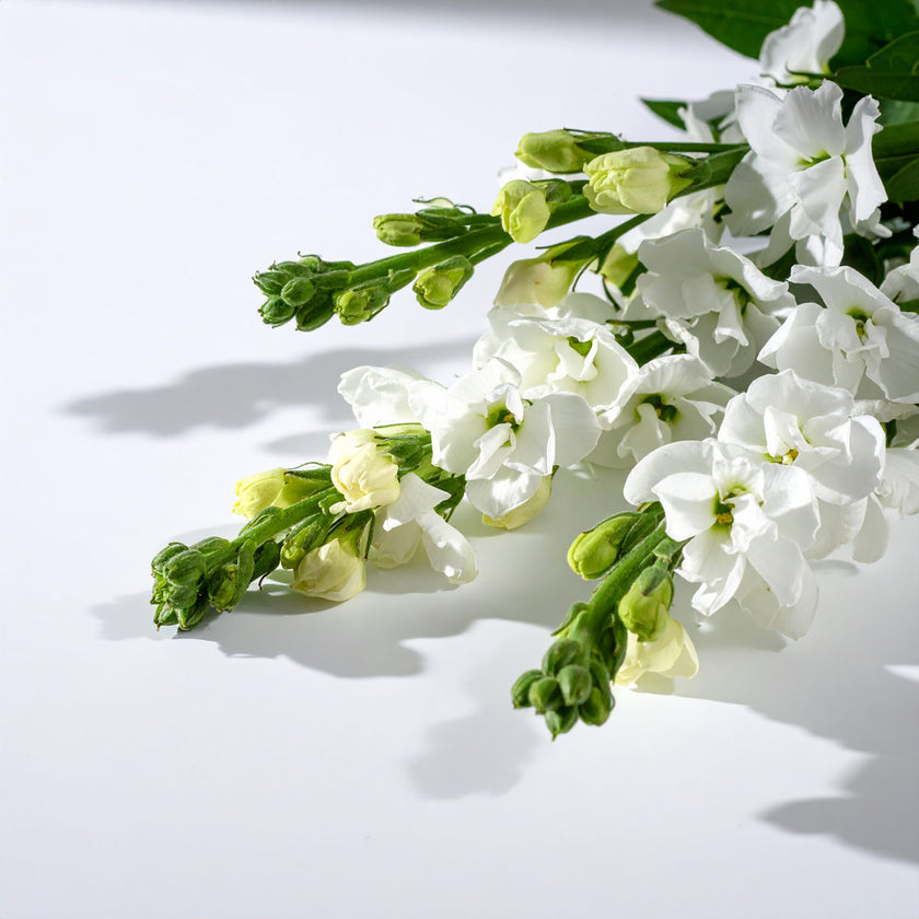Cream White Stock Flowers | British-Grown Ivory Blooms – LÖV Flowers