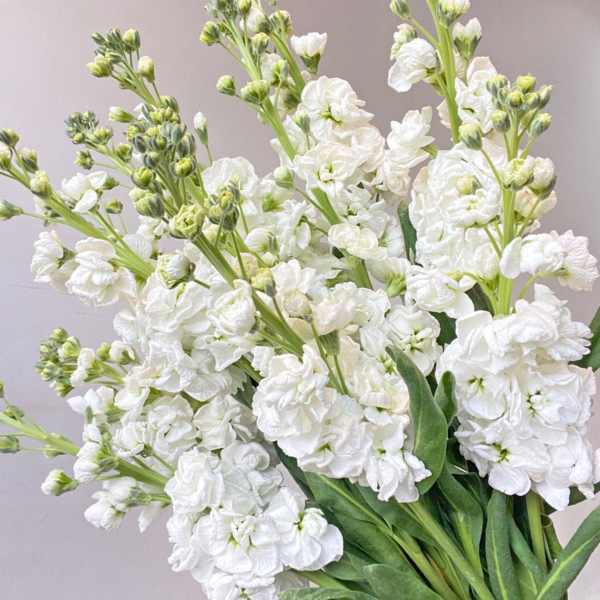 Scented White Stock | British Matthiola Flowers Delivery – LÖV Flowers