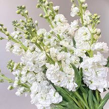 Scented White Stock | British Matthiola Flowers Delivery – LÖV Flowers