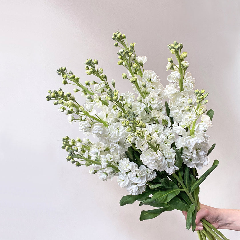 Scented White Stock | British Matthiola Flowers Delivery – LÖV Flowers
